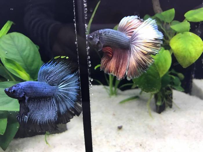 Fotky od Vás :-) :: Betta-splendens-bojovnice-pestra-betta-bojovnice7