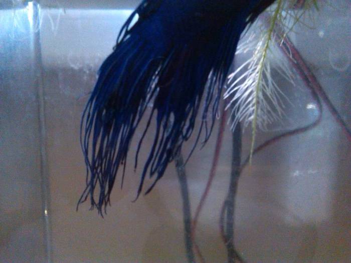 Bakteriální rozpad ploutví :: Betta-splendens-bojovnice-pestra-betta ...